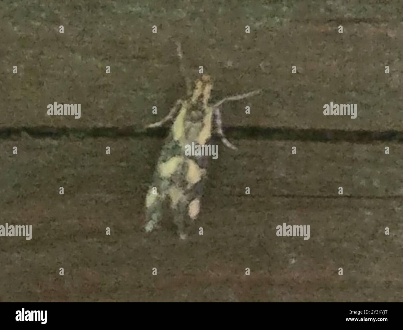 Northern Tubic (Denisia similella) Insecta Stock Photo - Alamy