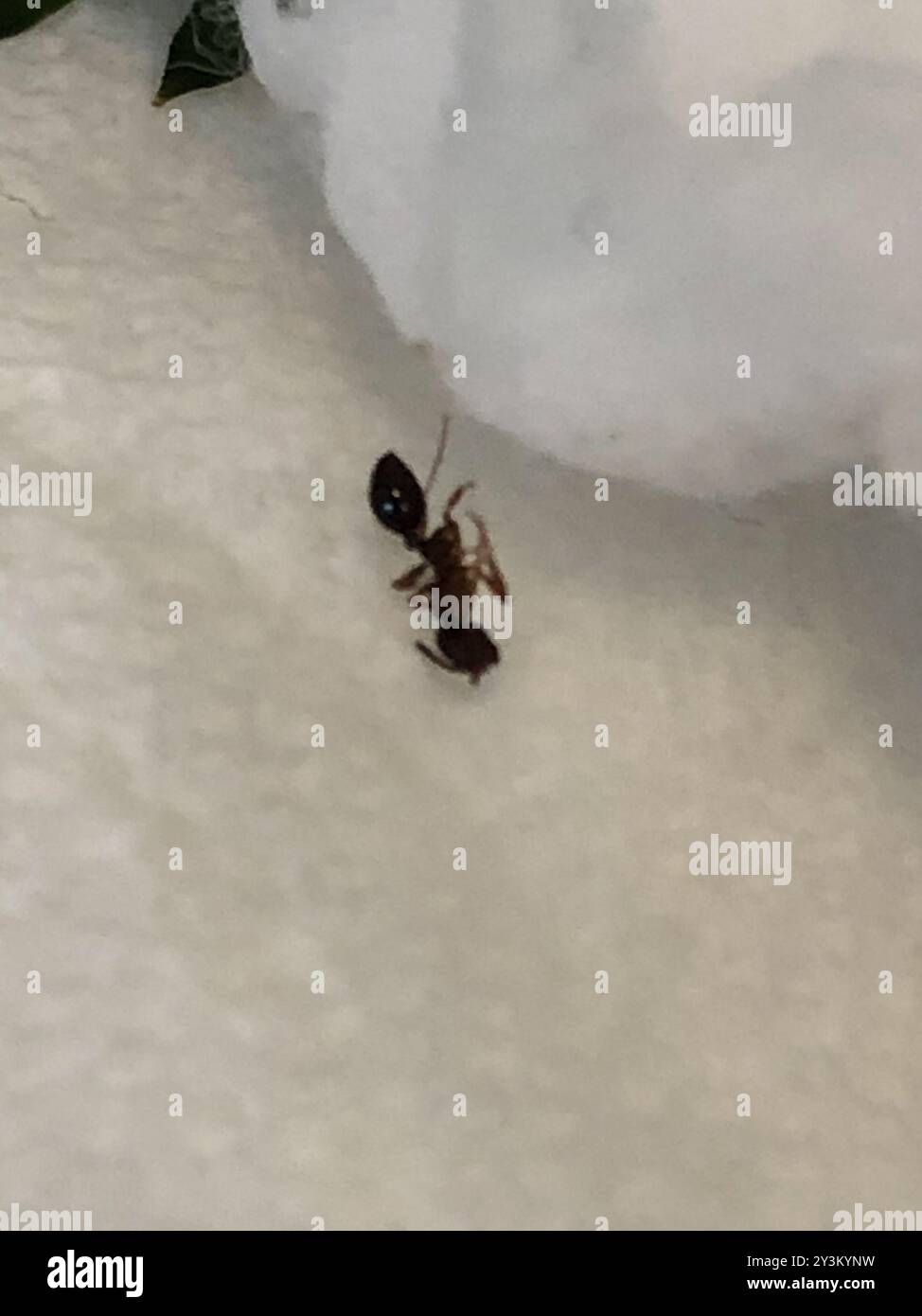 Western Collared Ant (Aphaenogaster occidentalis) Insecta Stock Photo ...