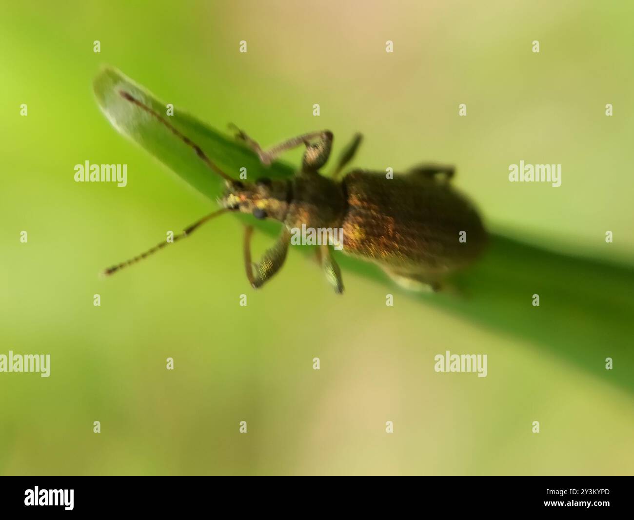 (Phyllobius arborator) Insecta Stock Photo - Alamy