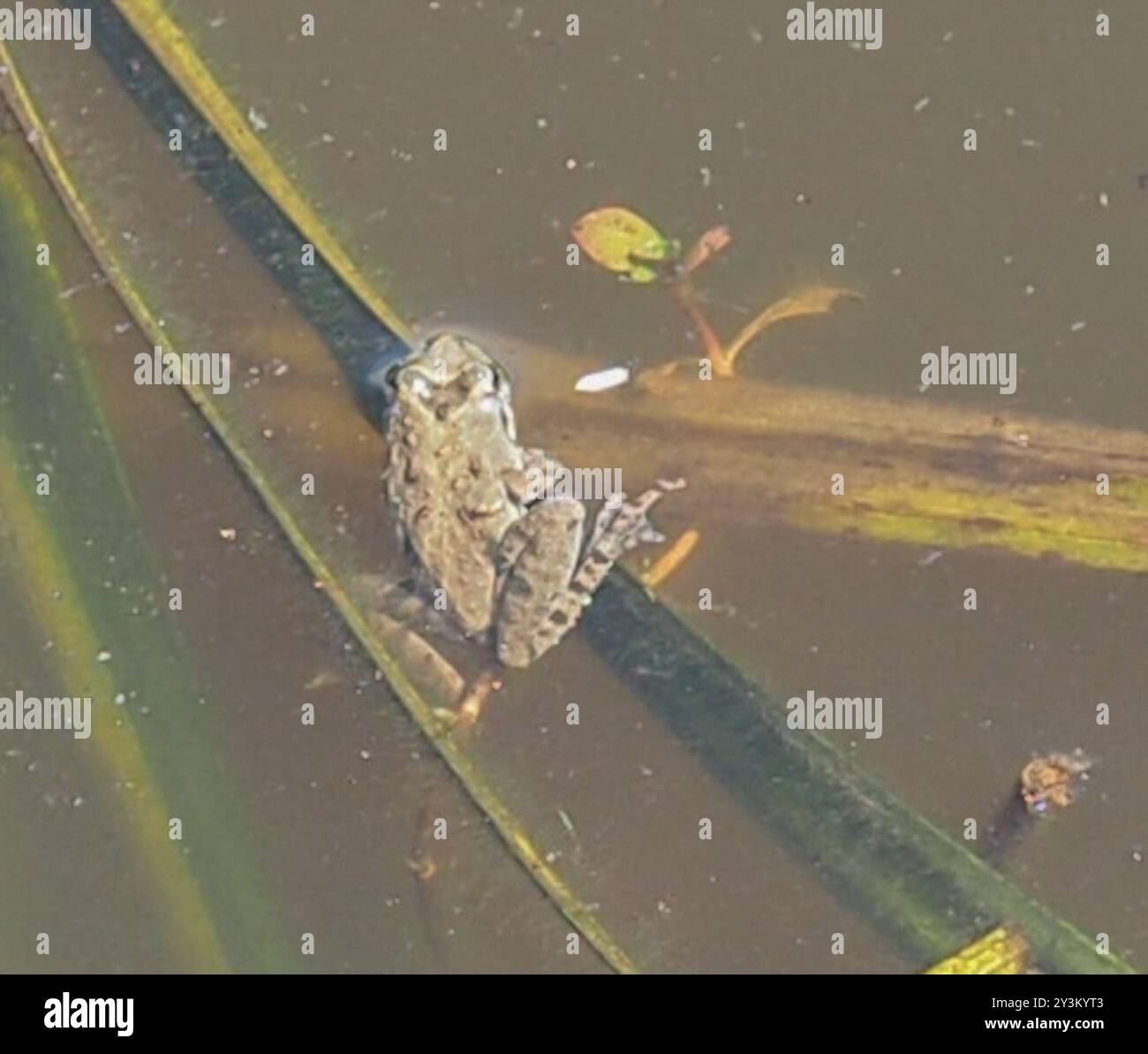 Northern Cricket Frog (Acris crepitans) Amphibia Stock Photo - Alamy