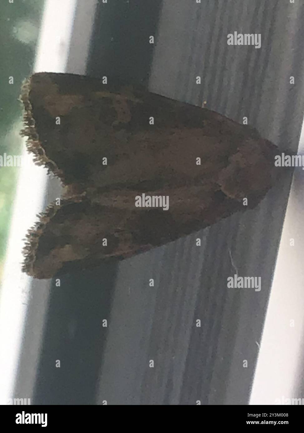 Double-lobed Moth (Lateroligia ophiogramma) Insecta Stock Photo - Alamy