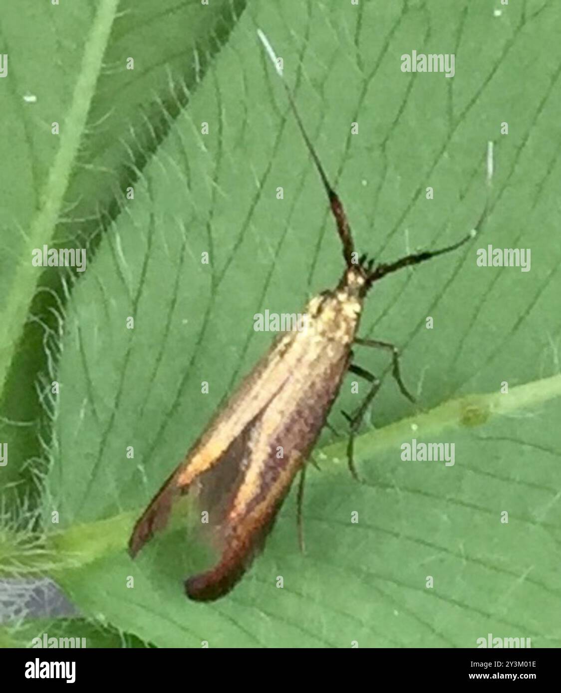 Casebearers (Coleophora) Insecta Stock Photo - Alamy