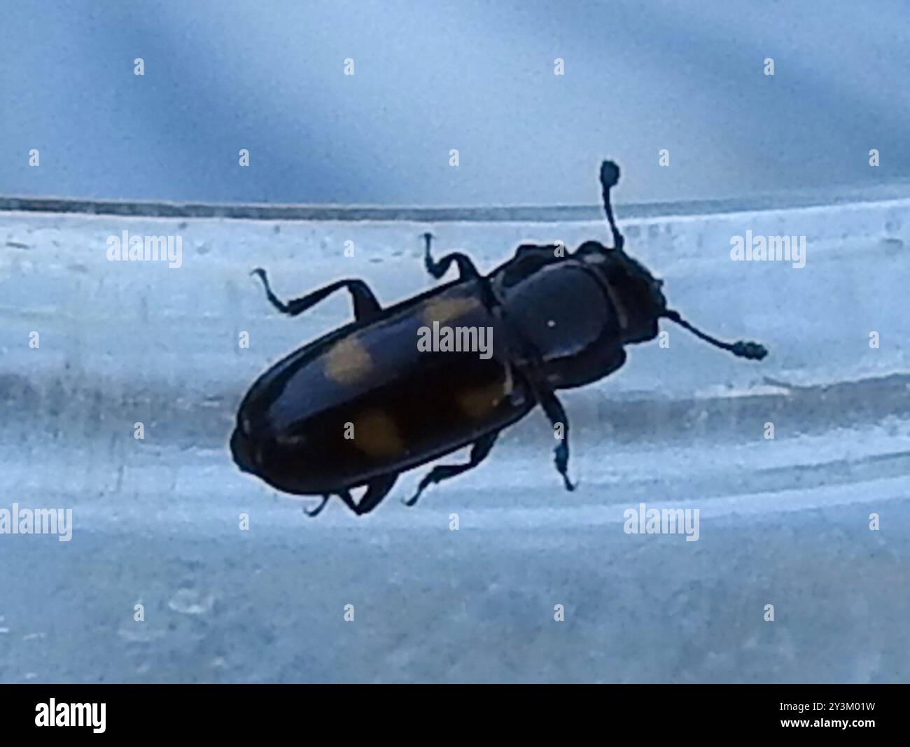 European Bark Beetle Predator (Glischrochilus quadripunctatus) Insecta ...