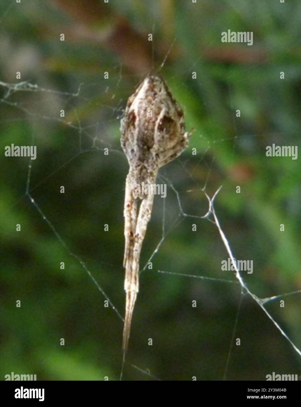 Walckenaer's Feather-legged Spider (Uloborus walckenaerius) Arachnida ...
