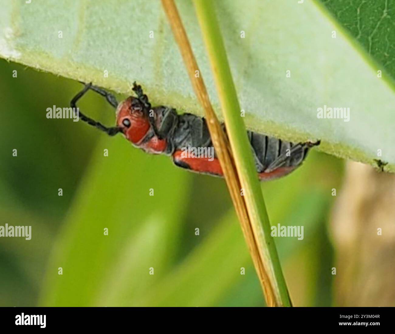 Red Milkweed Beetle (Tetraopes tetrophthalmus) Insecta Stock Photo - Alamy