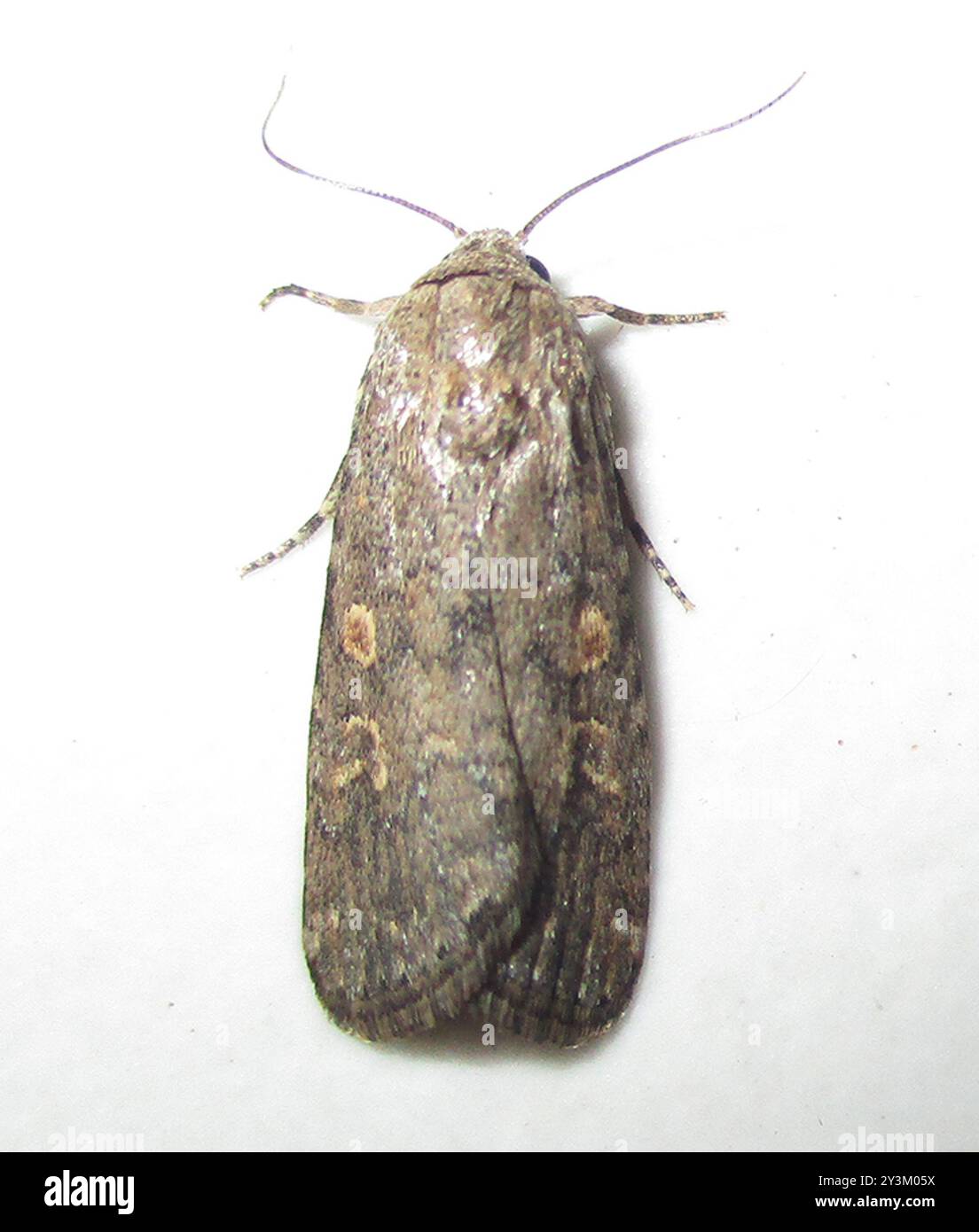 Beet Armyworm Moth (Spodoptera exigua) Insecta Stock Photo - Alamy