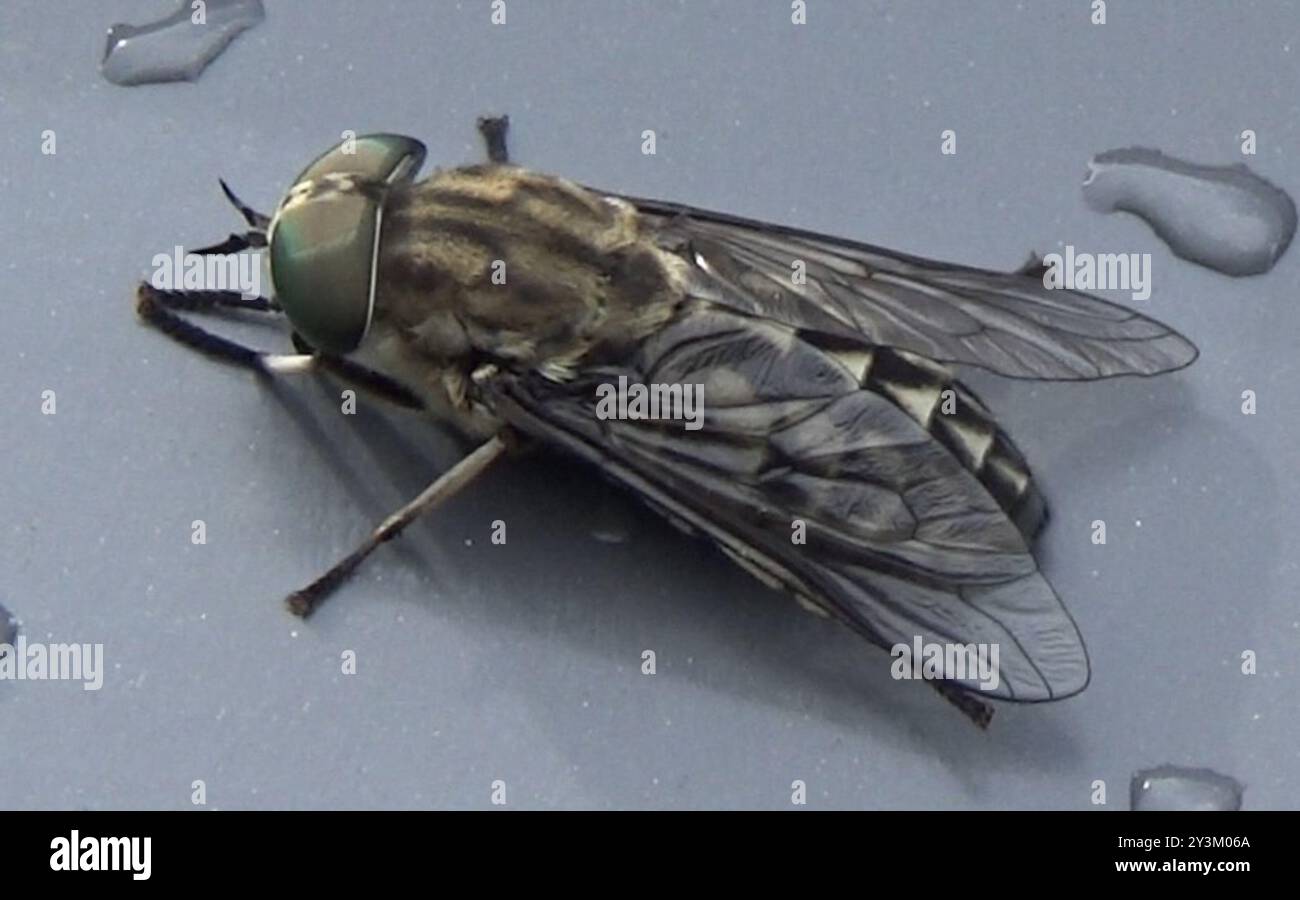 Large Marsh Horse Fly (Tabanus autumnalis) Insecta Stock Photo - Alamy