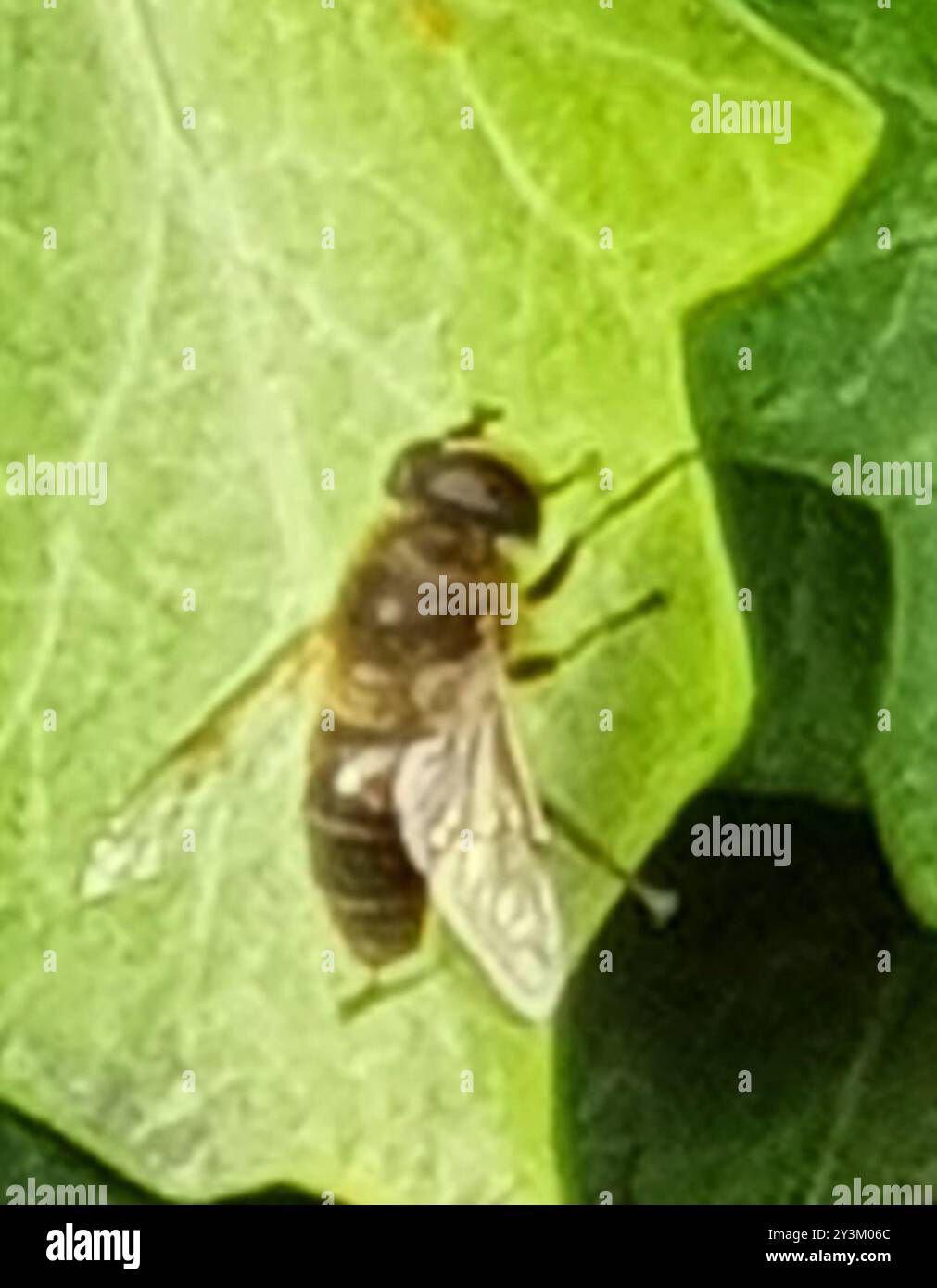 Hover Flies (Syrphidae) Insecta Stock Photo - Alamy