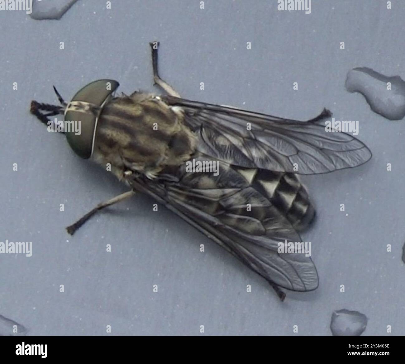 Large Marsh Horse Fly (Tabanus autumnalis) Insecta Stock Photo - Alamy