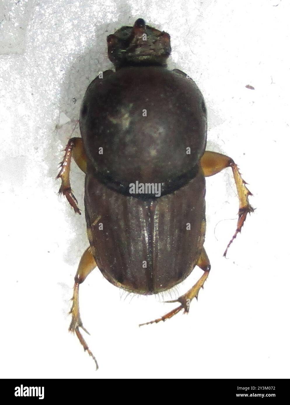 Northern Sandy Dung Beetle (Euoniticellus intermedius) Insecta Stock ...