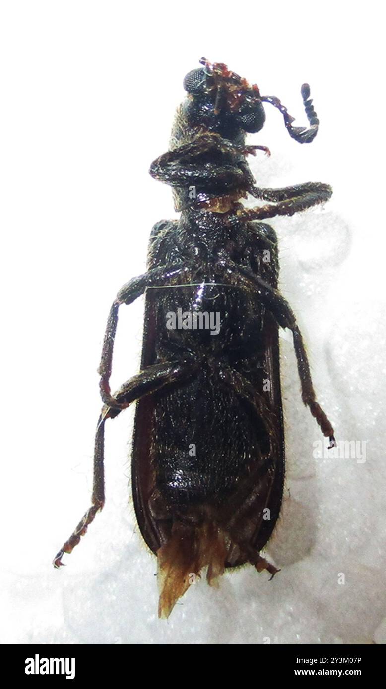 Checkered Beetles (Cleridae) Insecta Stock Photo - Alamy
