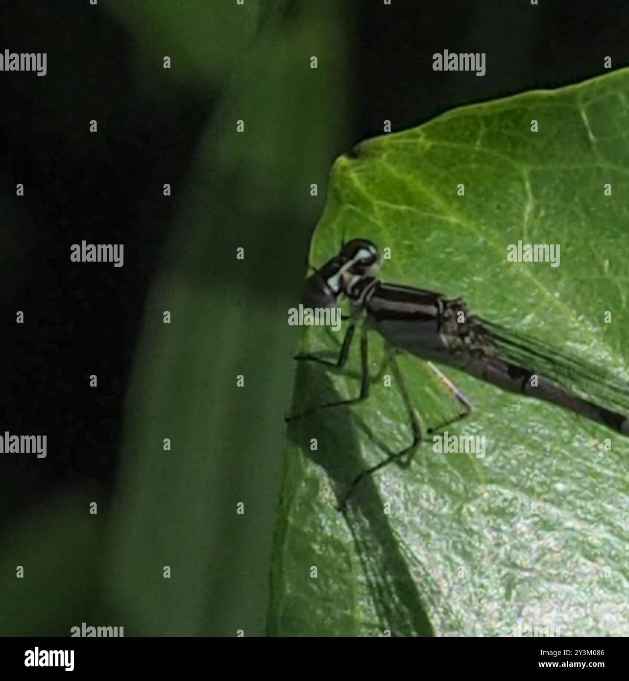 Big Bluet (Enallagma durum) Insecta Stock Photo - Alamy