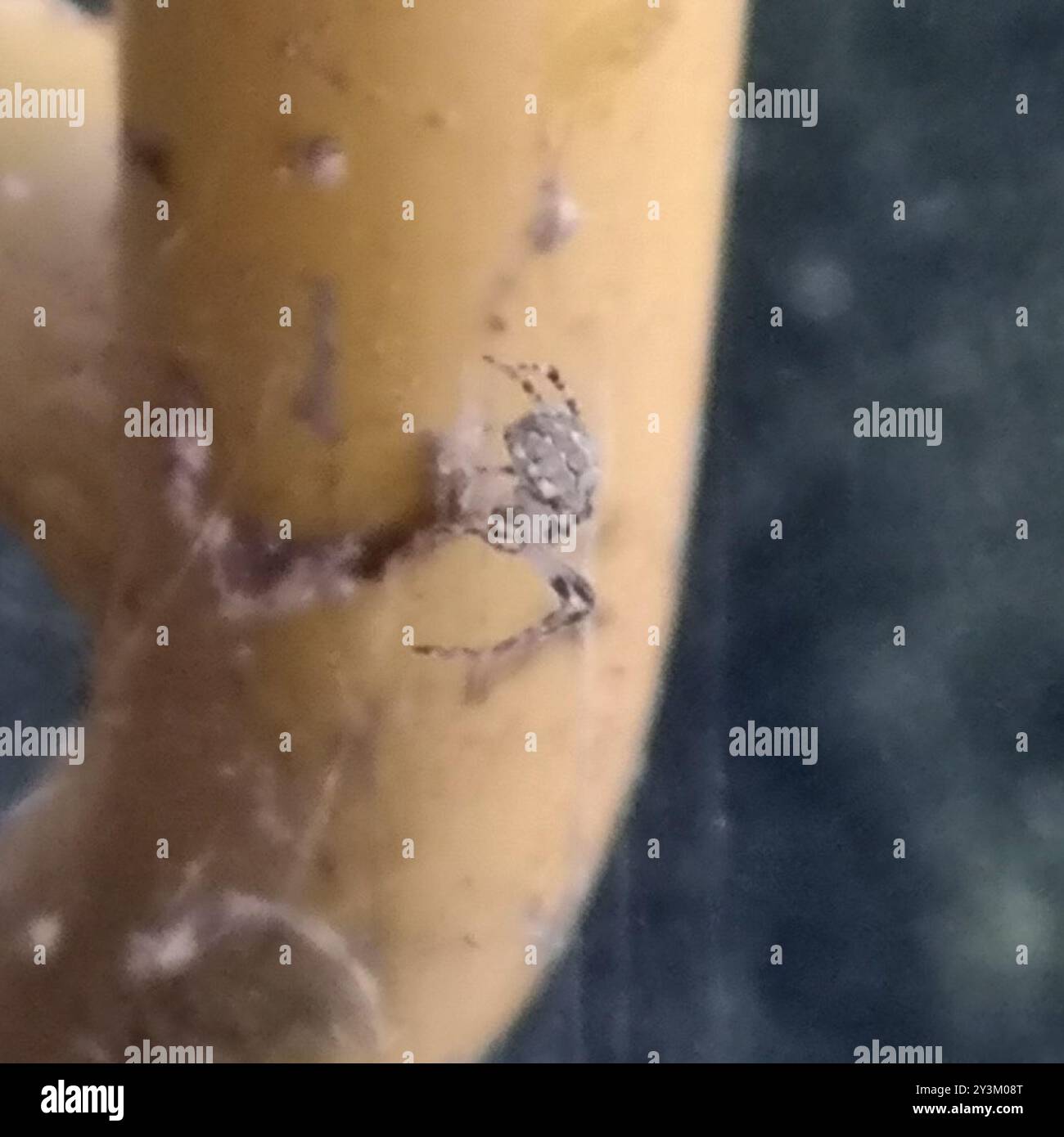 Grey Cross Spider (Larinioides sclopetarius) Arachnida Stock Photo - Alamy