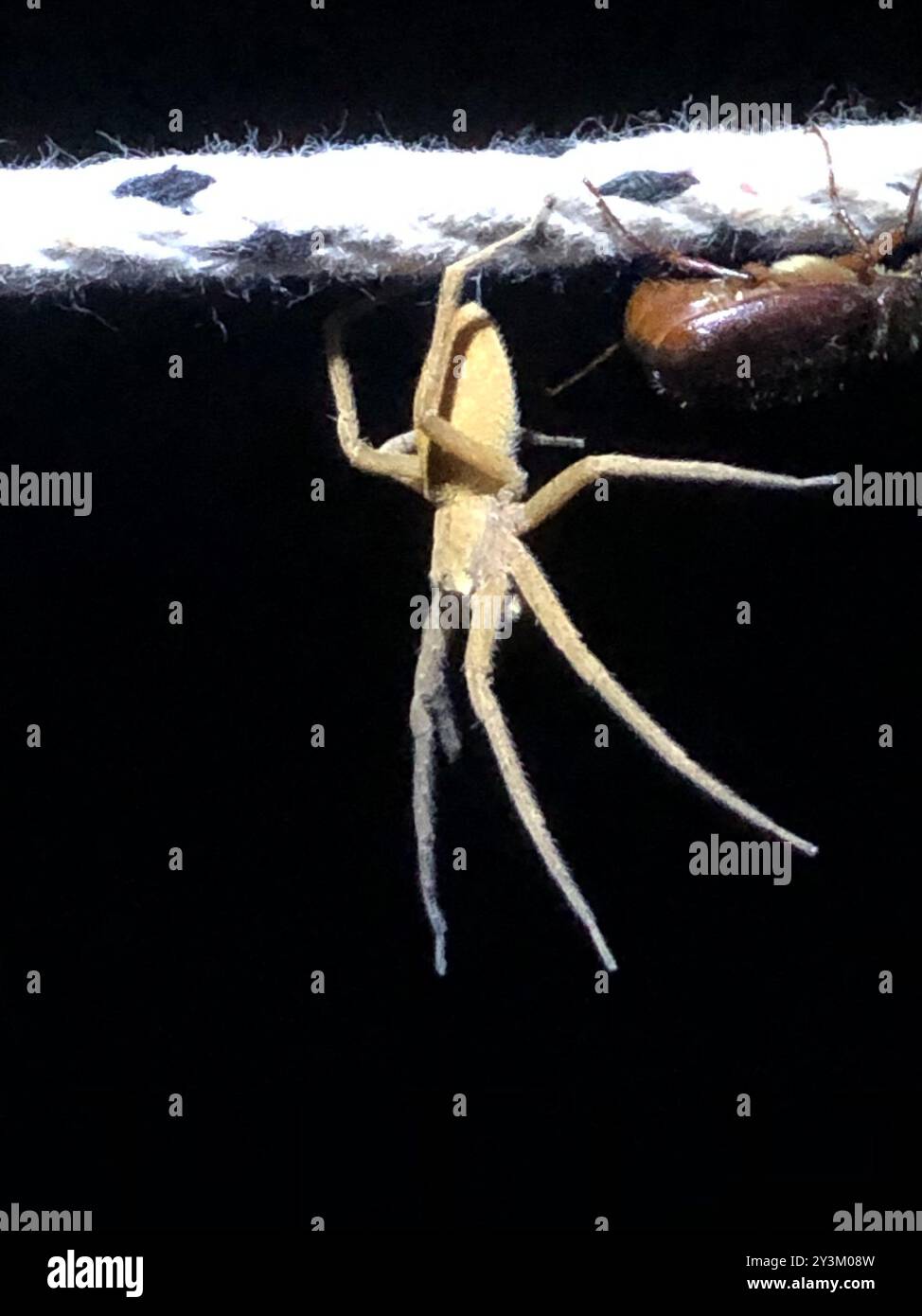 American Nursery Web Spider (Pisaurina mira) Arachnida Stock Photo - Alamy