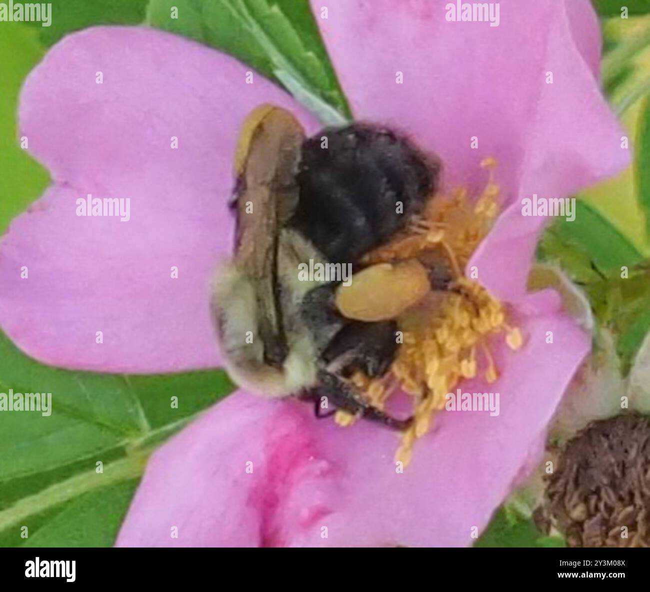 Common Eastern Bumble Bee (Bombus impatiens) Insecta Stock Photo - Alamy