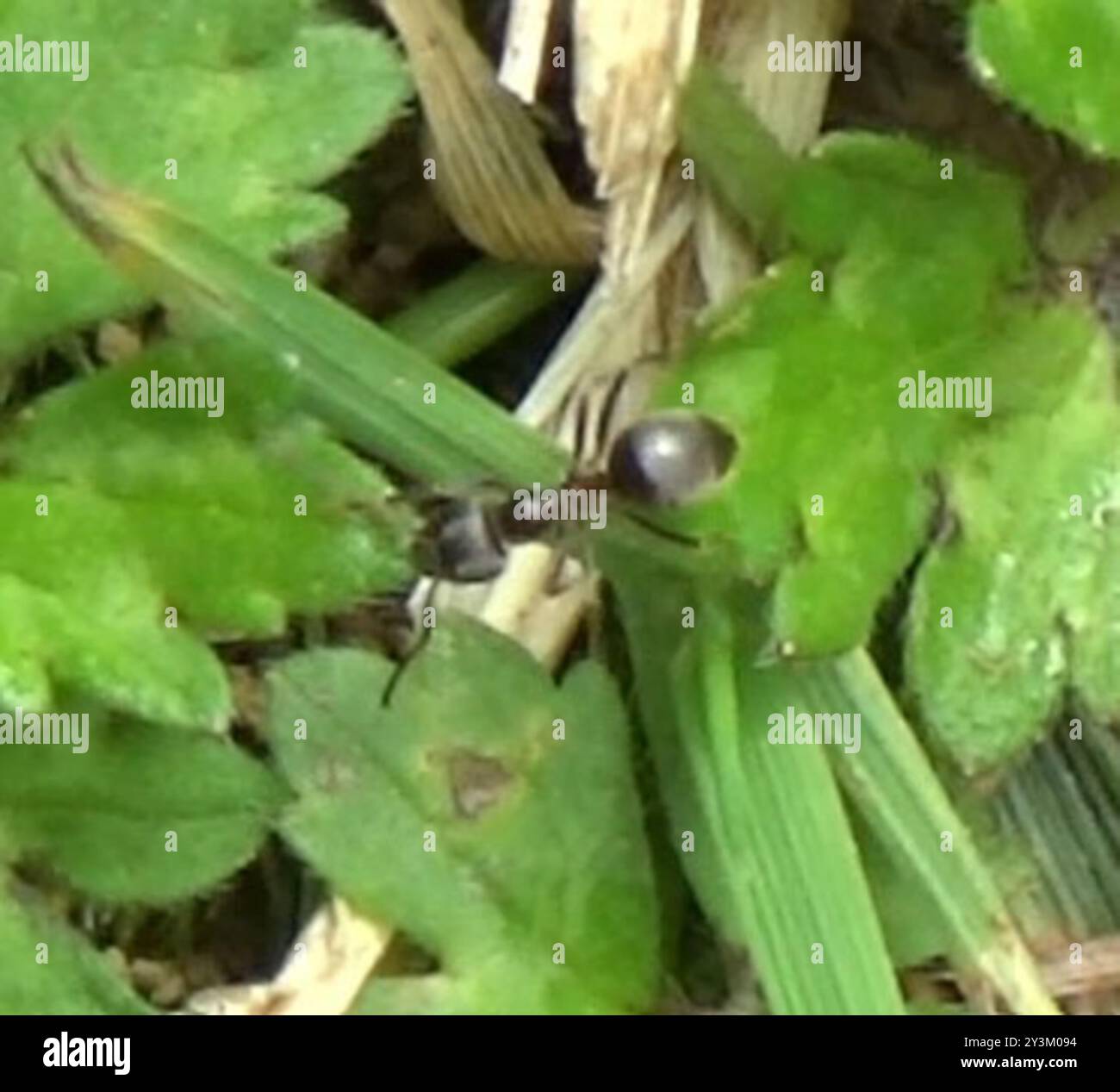 Citronella Ants, Fuzzy Ants, and Allies (Lasius) Insecta Stock Photo ...