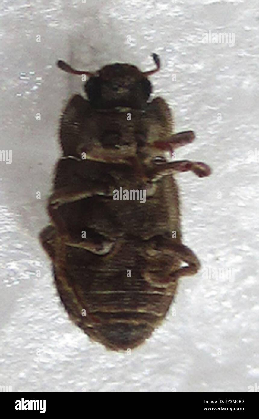 (Leichenum canaliculatum) Insecta Stock Photo - Alamy