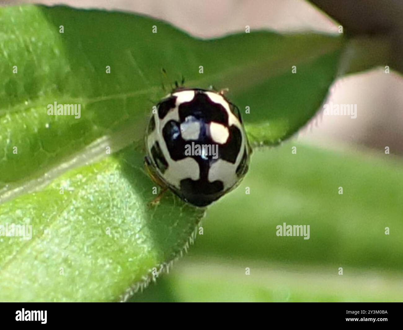 Fourteen-spotted Lady Beetle (Propylea quatuordecimpunctata) Insecta ...