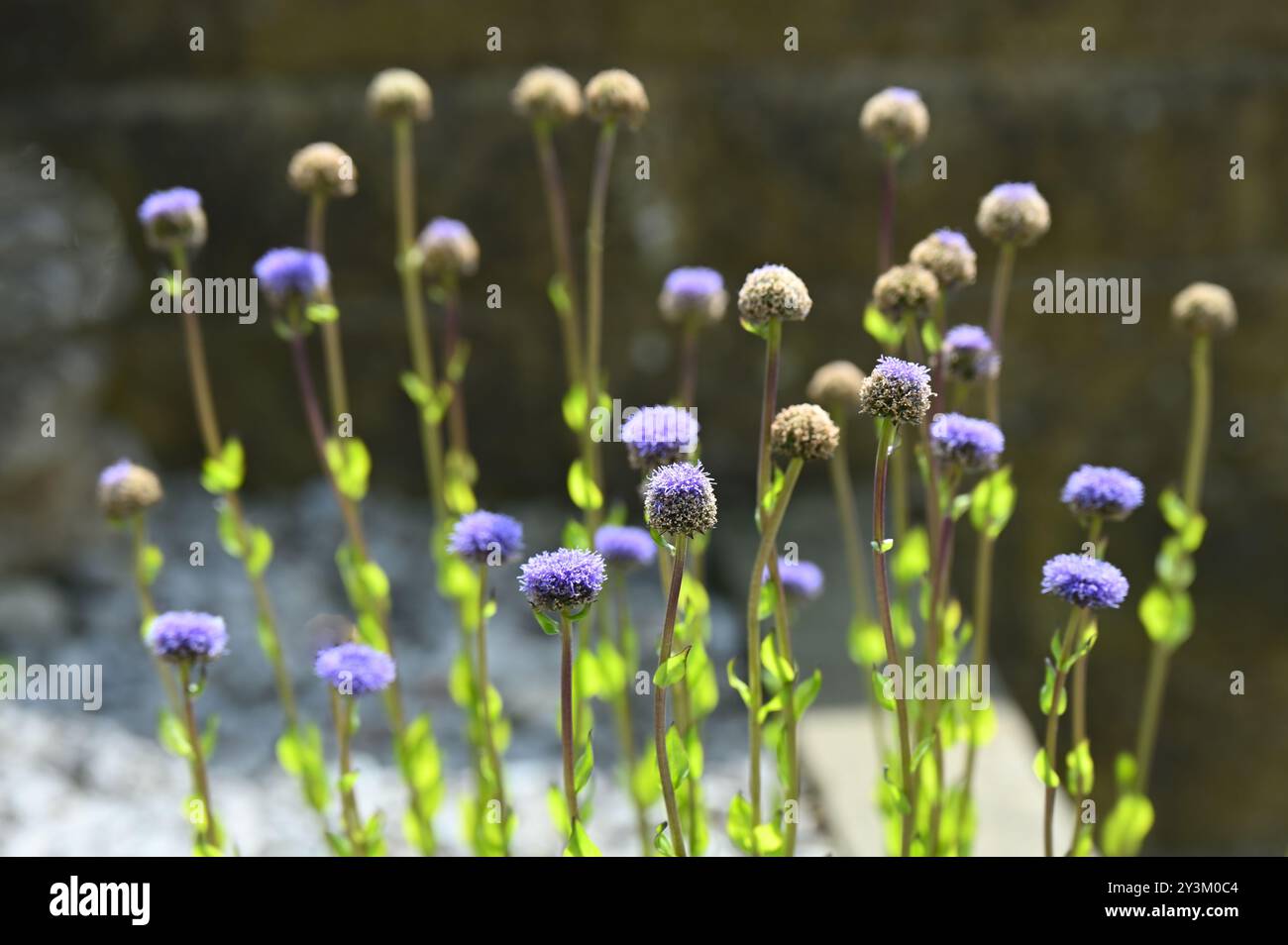 Round blue early summer flowers of Globularia trichosantha or hair ...