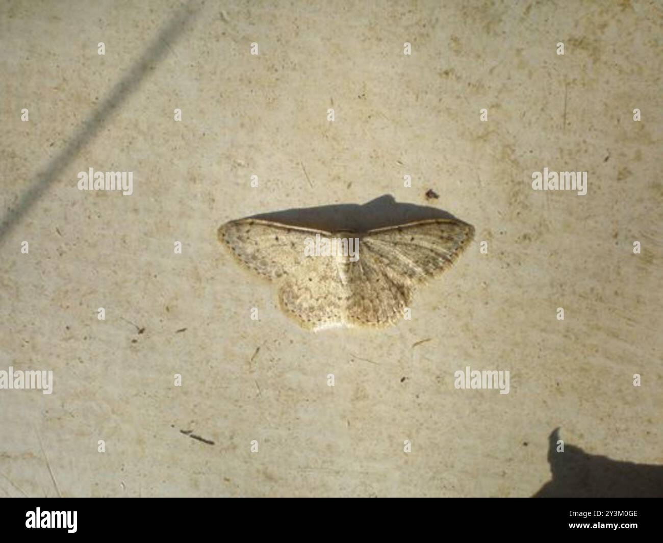 Mullein Wave (Scopula marginepunctata) Insecta Stock Photo - Alamy