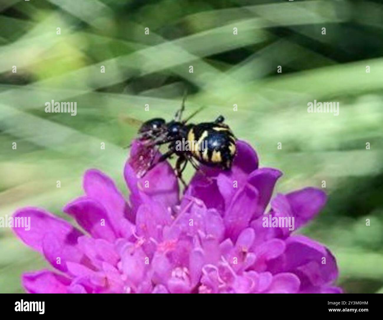 Napoleon Spider (Synema globosum) Arachnida Stock Photo - Alamy