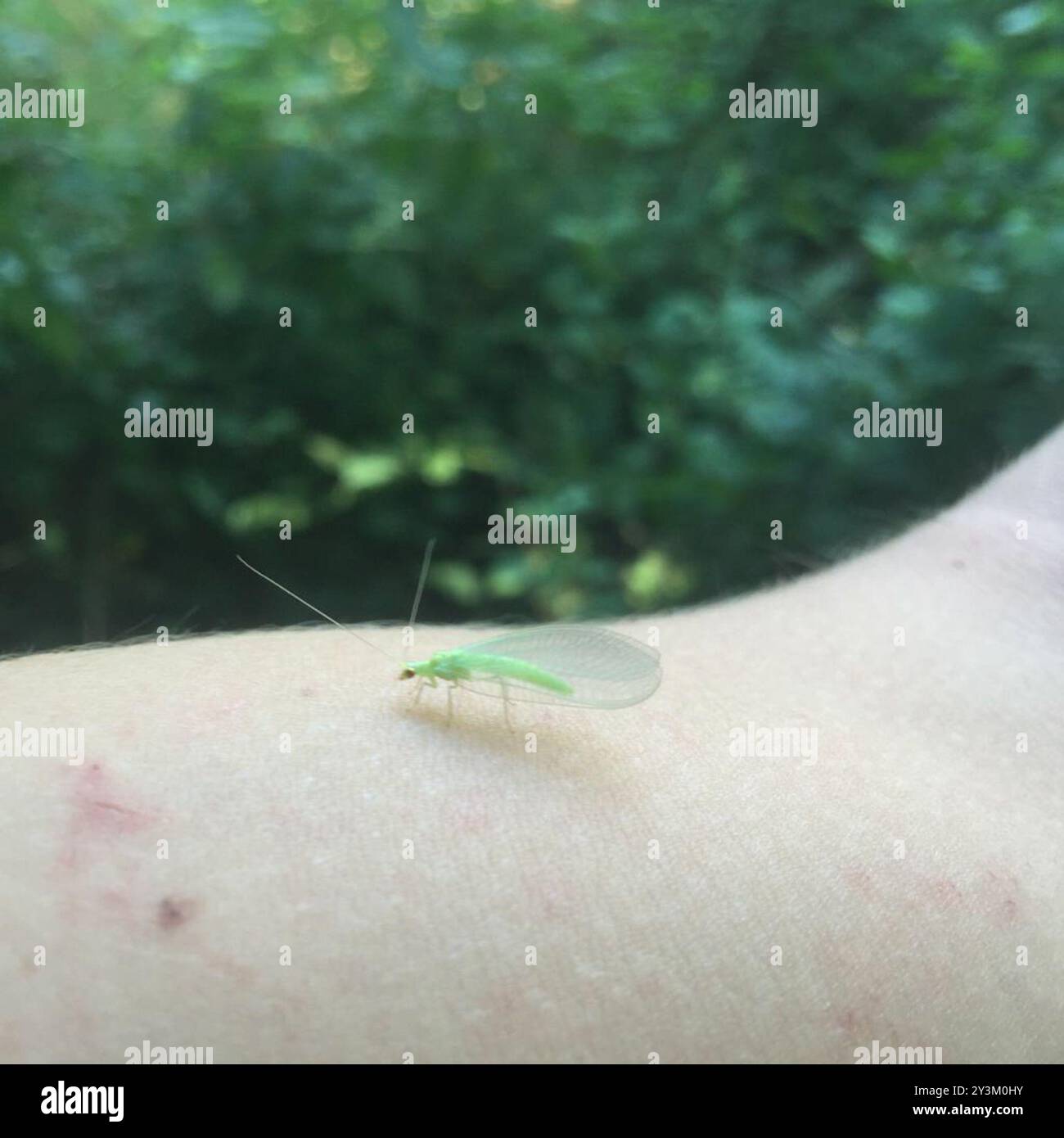 common green lacewings (Chrysoperla) Insecta Stock Photo - Alamy