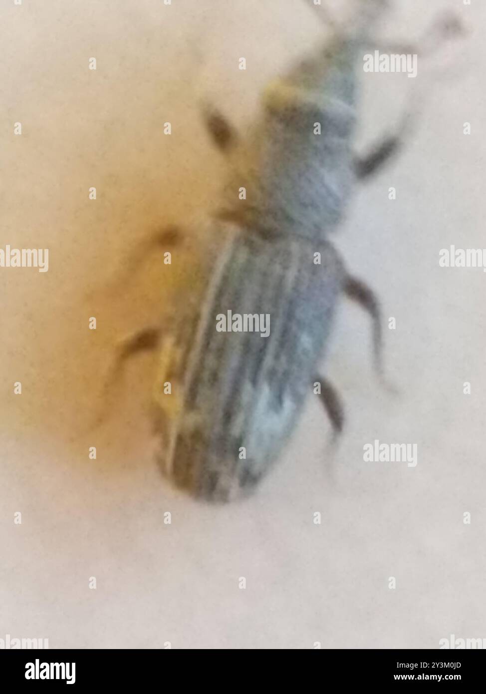 American Billbug Weevil (Dryophthorus americanus) Insecta Stock Photo ...