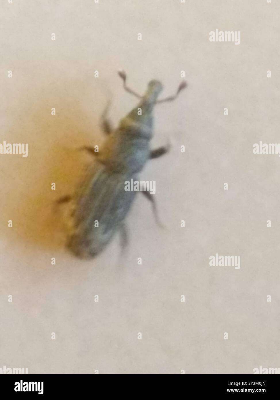 American Billbug Weevil (Dryophthorus americanus) Insecta Stock Photo ...