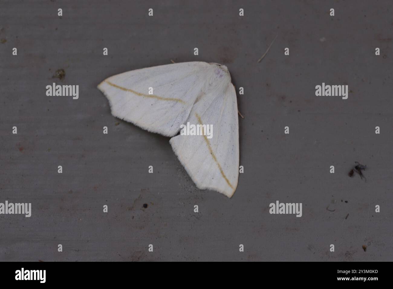 White Slant-line (Tetracis cachexiata) Insecta Stock Photo - Alamy