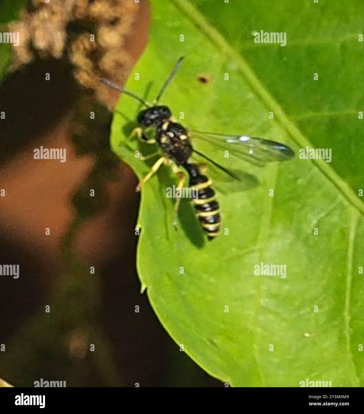 Bees and Apoid Wasps (Apoidea) Insecta Stock Photo - Alamy