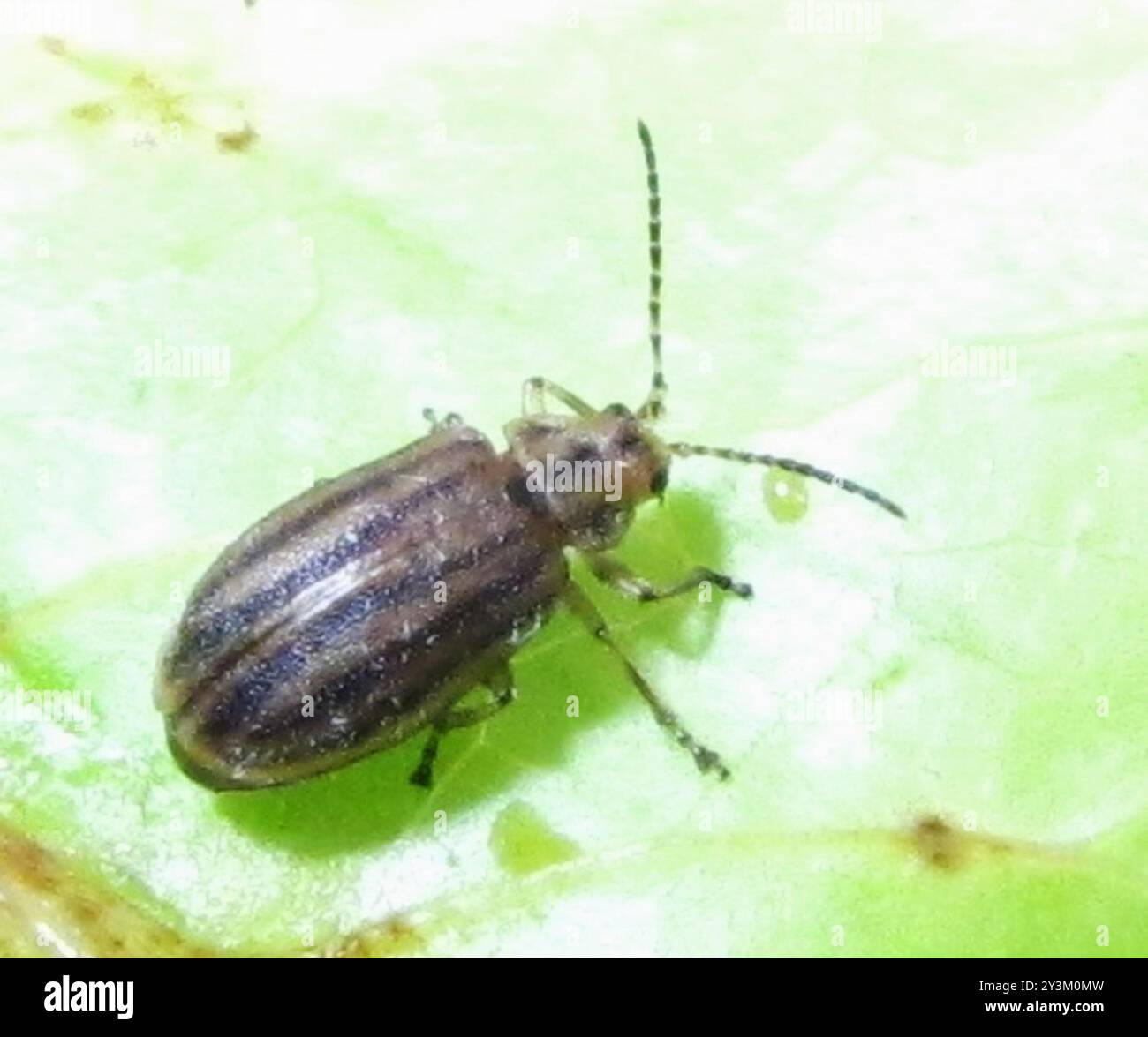 Crowded Flea Beetle (Ophraella conferta) Insecta Stock Photo - Alamy