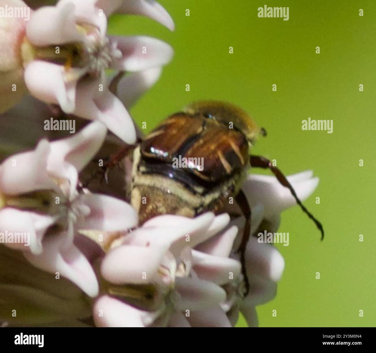 Bee-mimic Beetle (Trichiotinus assimilis) Insecta Stock Photo - Alamy