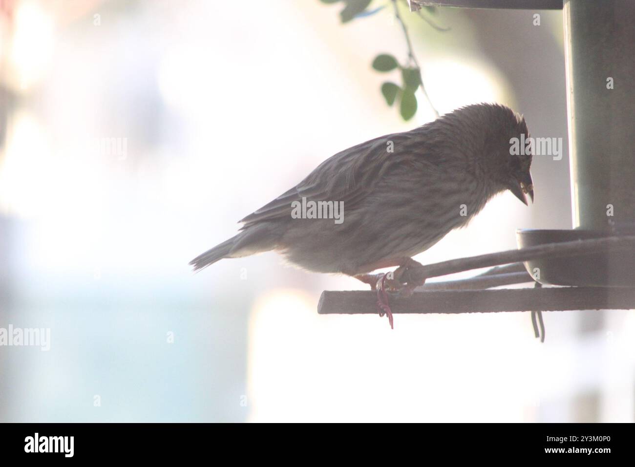 Yellow Bishop (Euplectes capensis) Aves Stock Photo - Alamy