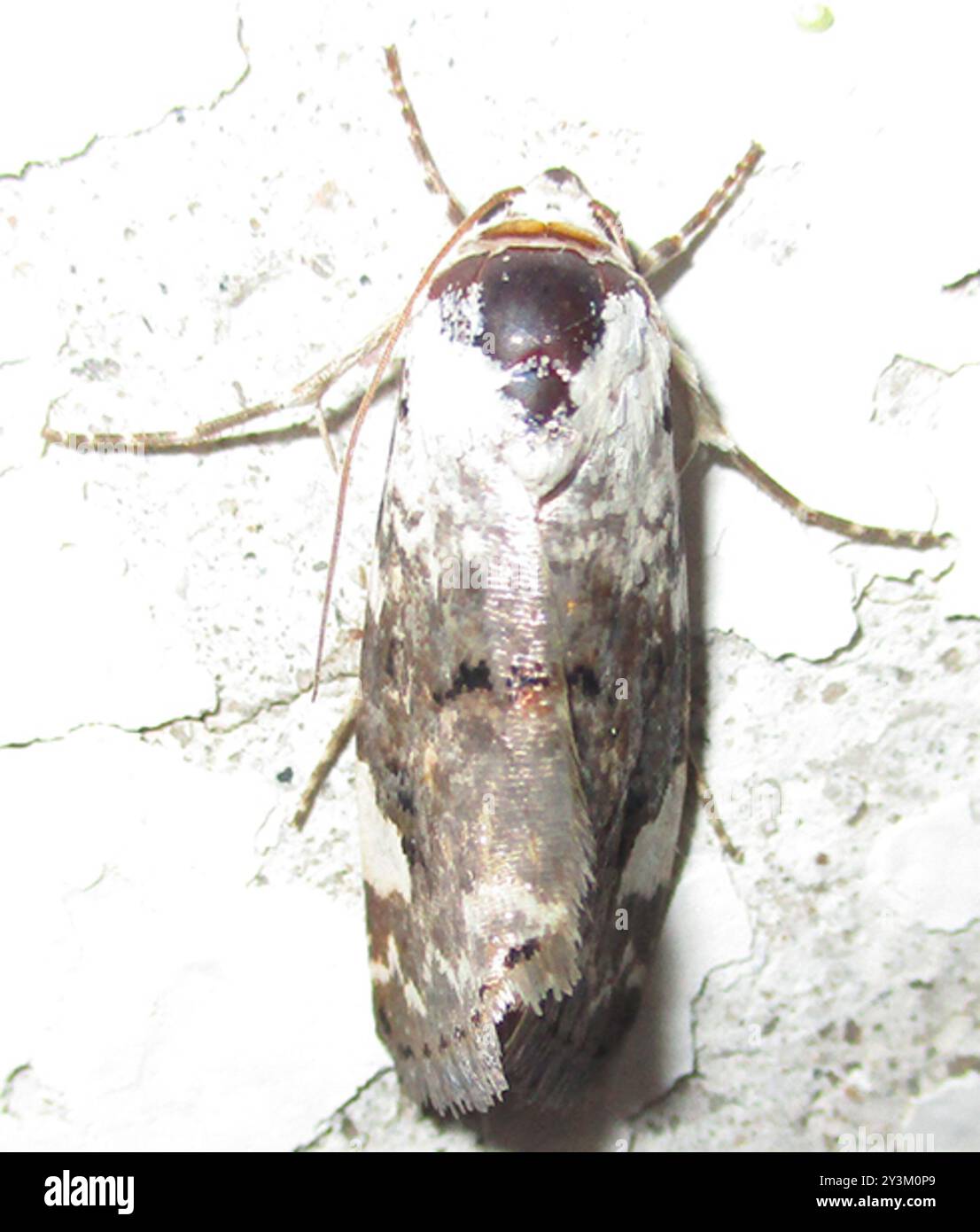 Square Spot Droplet (Acontia trychaenoides) Insecta Stock Photo - Alamy