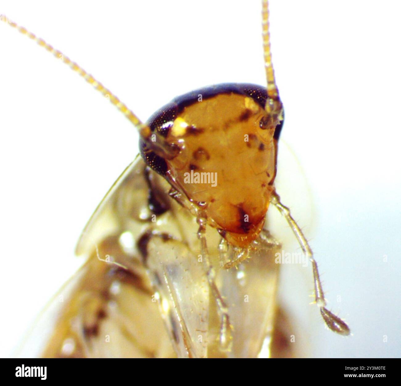 small yellow cockroach (Cariblatta lutea) Insecta Stock Photo - Alamy