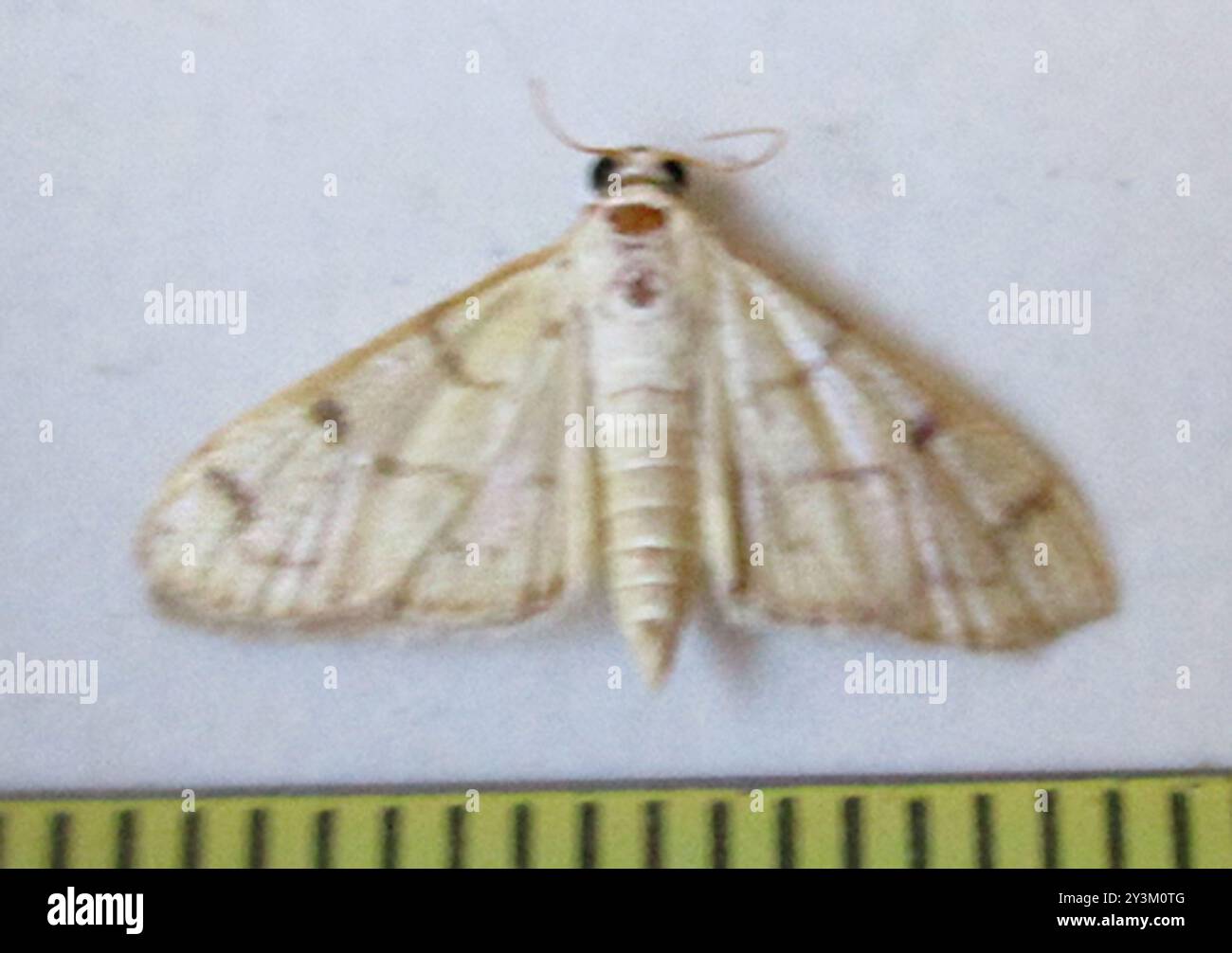 Bean-leaf Webworm Moth (Omiodes indicata) Insecta Stock Photo - Alamy