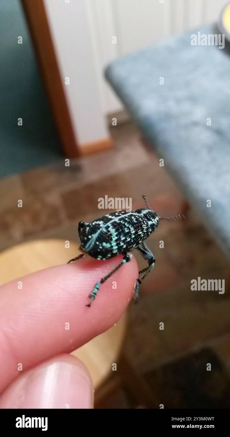 Chrysolopus hi-res stock photography and images - Alamy