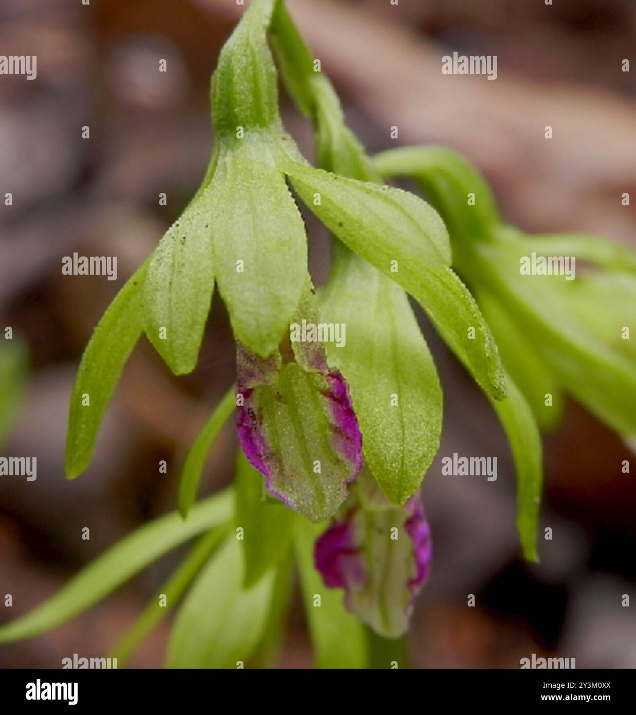 tall shield orchid (Nervilia concolor) Plantae Stock Photo - Alamy