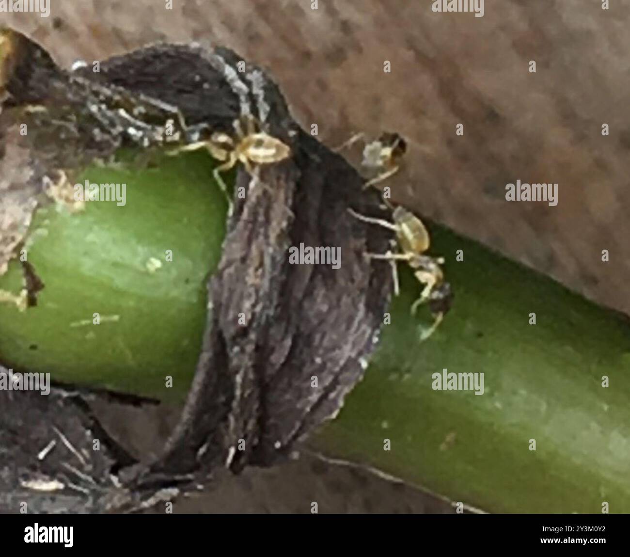 Ghost Ant (Tapinoma melanocephalum) Insecta Stock Photo - Alamy