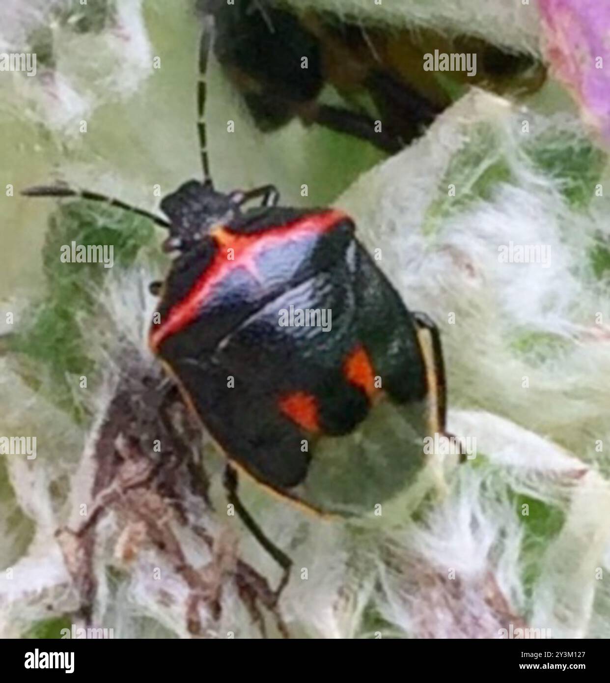 Twice-stabbed Stink Bug (Cosmopepla lintneriana) Insecta Stock Photo ...