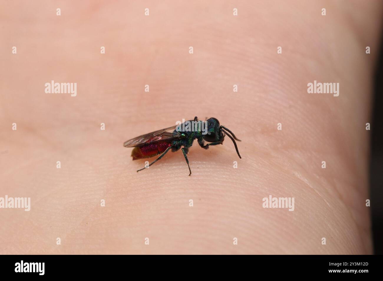 Ruby-tailed Cuckoo Wasps (Chrysis ignita) Insecta Stock Photo - Alamy