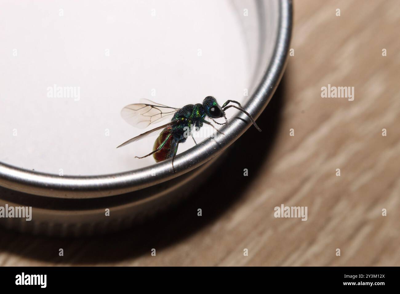 Ruby-tailed Cuckoo Wasps (Chrysis ignita) Insecta Stock Photo - Alamy