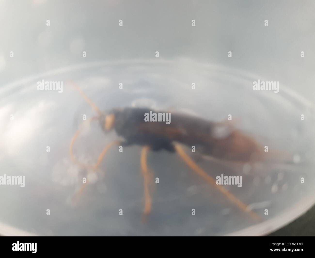 Giant Woodwasp (Urocerus gigas) Insecta Stock Photo - Alamy