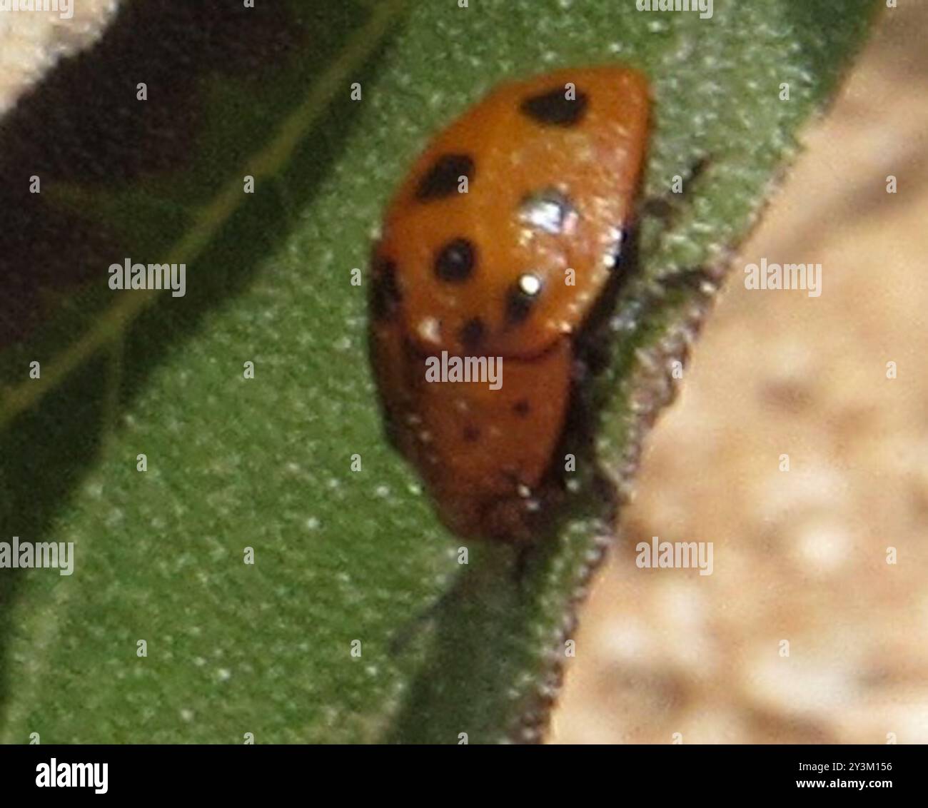 Tortoise and Hispine Beetles (Cassidinae) Insecta Stock Photo - Alamy