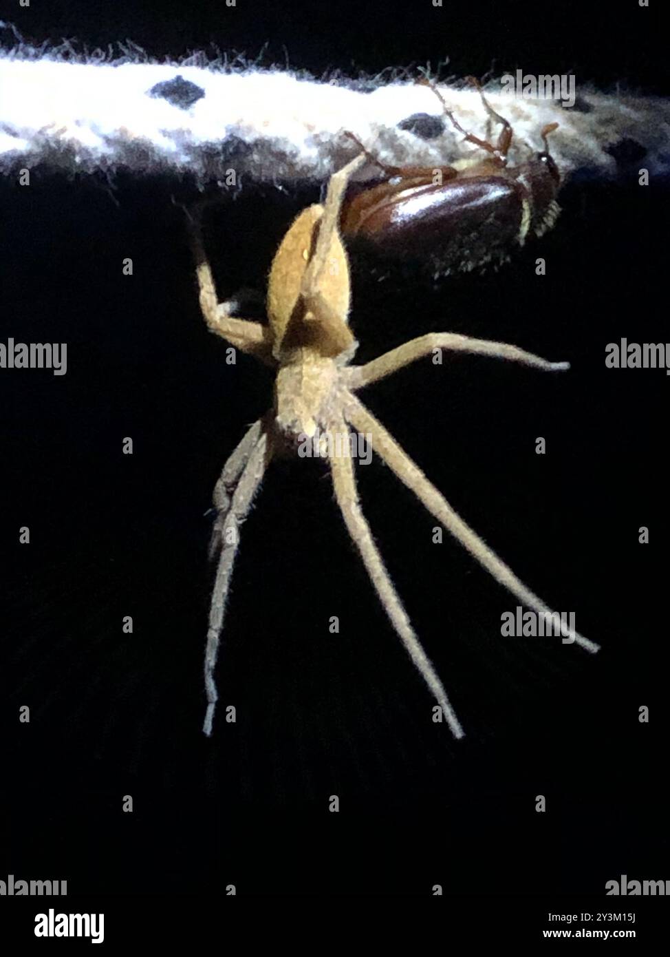 American Nursery Web Spider (Pisaurina mira) Arachnida Stock Photo - Alamy