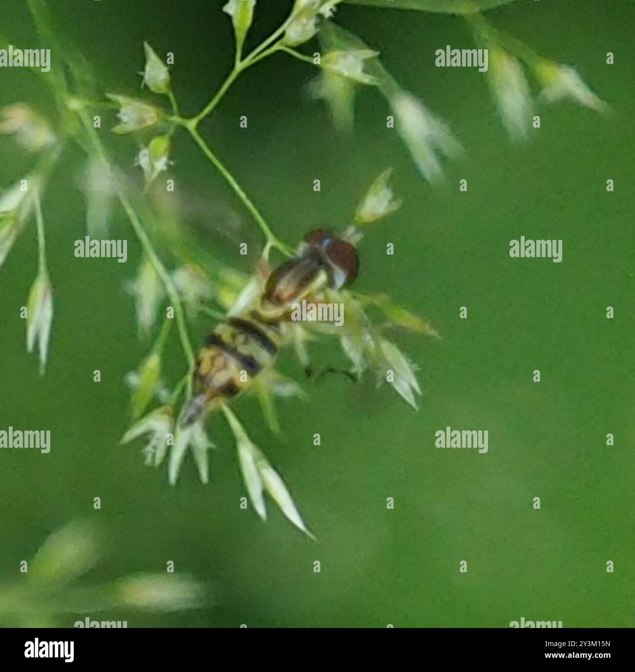 Eastern Calligrapher (Toxomerus geminatus) Insecta Stock Photo - Alamy