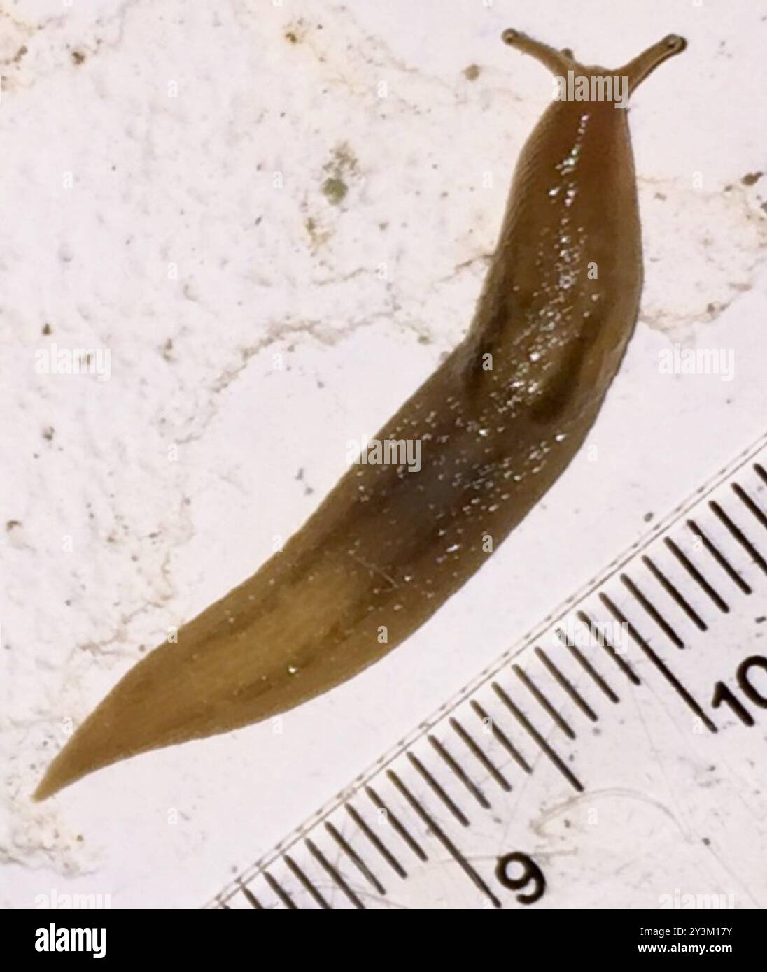 Striped Greenhouse Slug (Ambigolimax valentianus) Mollusca Stock Photo ...