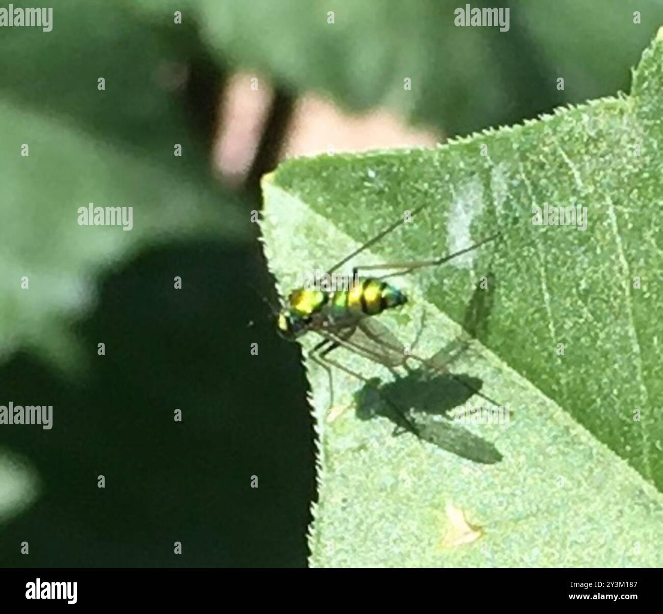 (Condylostylus comatus) Insecta Stock Photo - Alamy