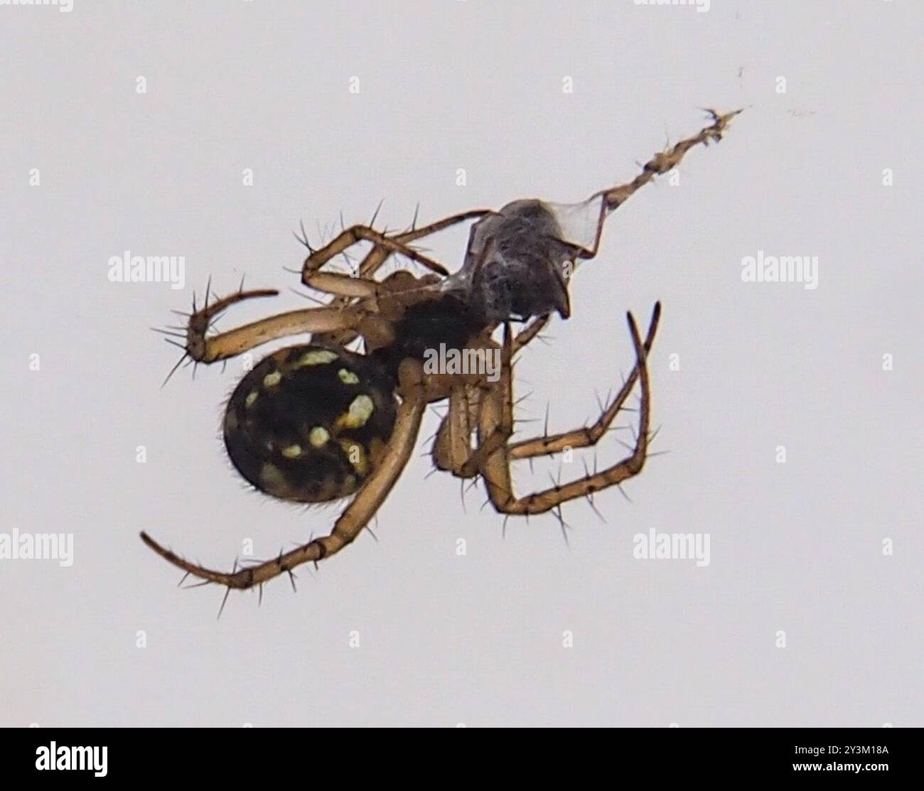 Cricket-bat Orbweaver (Mangora acalypha) Arachnida Stock Photo - Alamy