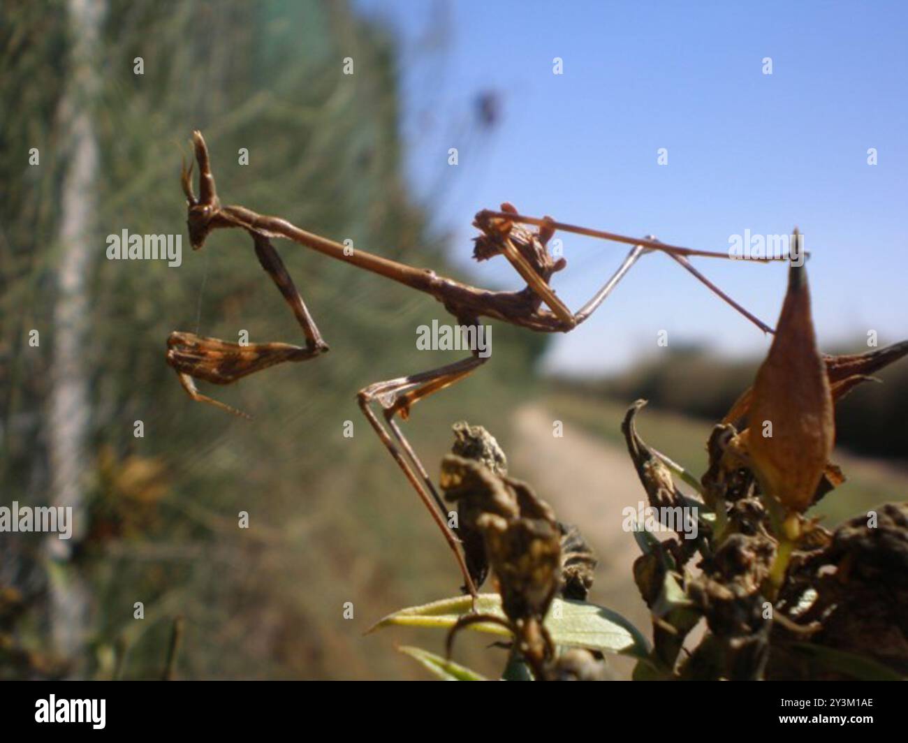 Mediterranean Conehead Mantis (Empusa pennata) Insecta Stock Photo - Alamy